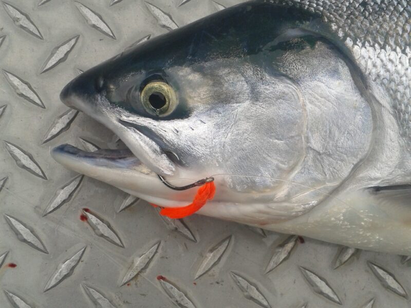 2021 Upper Cook Inlet Sockeye Forecast - Beaver Creek Cabins