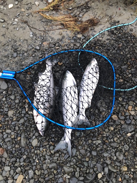 2024 Upper Cook Inlet Sockeye Salmon Forecast - Beaver Creek Cabins